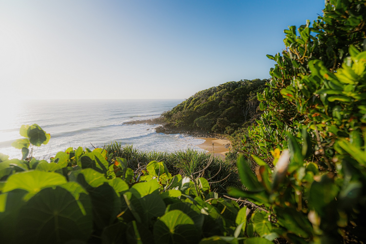 One tree at a time: Sunshine Coast future-proofing region’s green ...