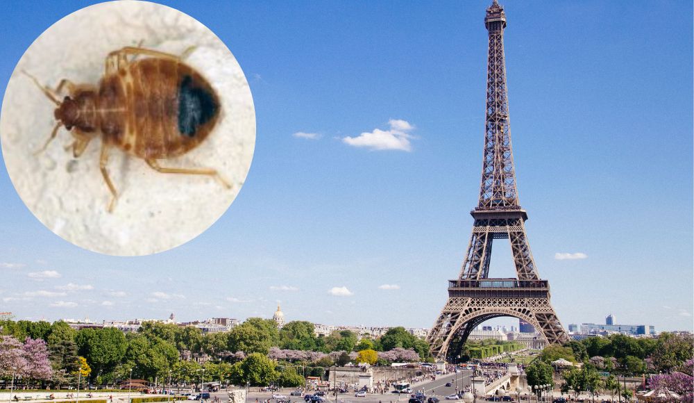 Bed bug outbreak sparks panic in Paris